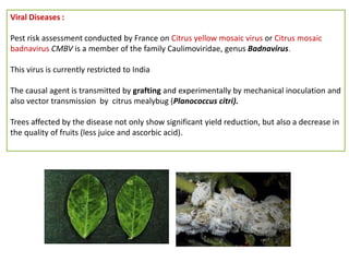 Pest risk analysis | PDF