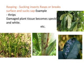 Pest risk analysis and detection and diagnosis. ppt.pptx | Gardening ...