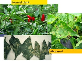 Pest risk analysis and detection and diagnosis. ppt.pptx