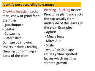 Pest risk analysis and detection and diagnosis. ppt.pptx