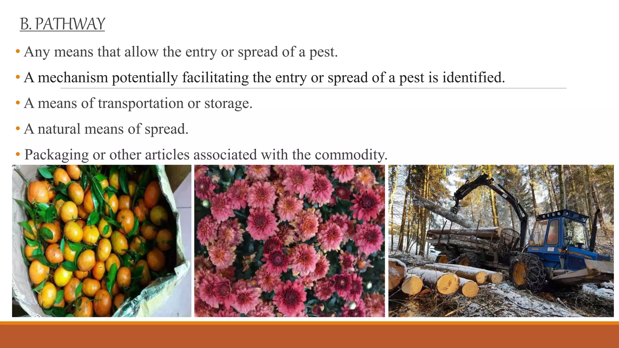 Pest Risk Analysis, Pesticide Risk Analysis and Cost Benefit Ratio.pptx