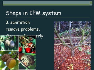 Pests and diseases | PPT