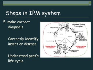 Pests and diseases | PPT