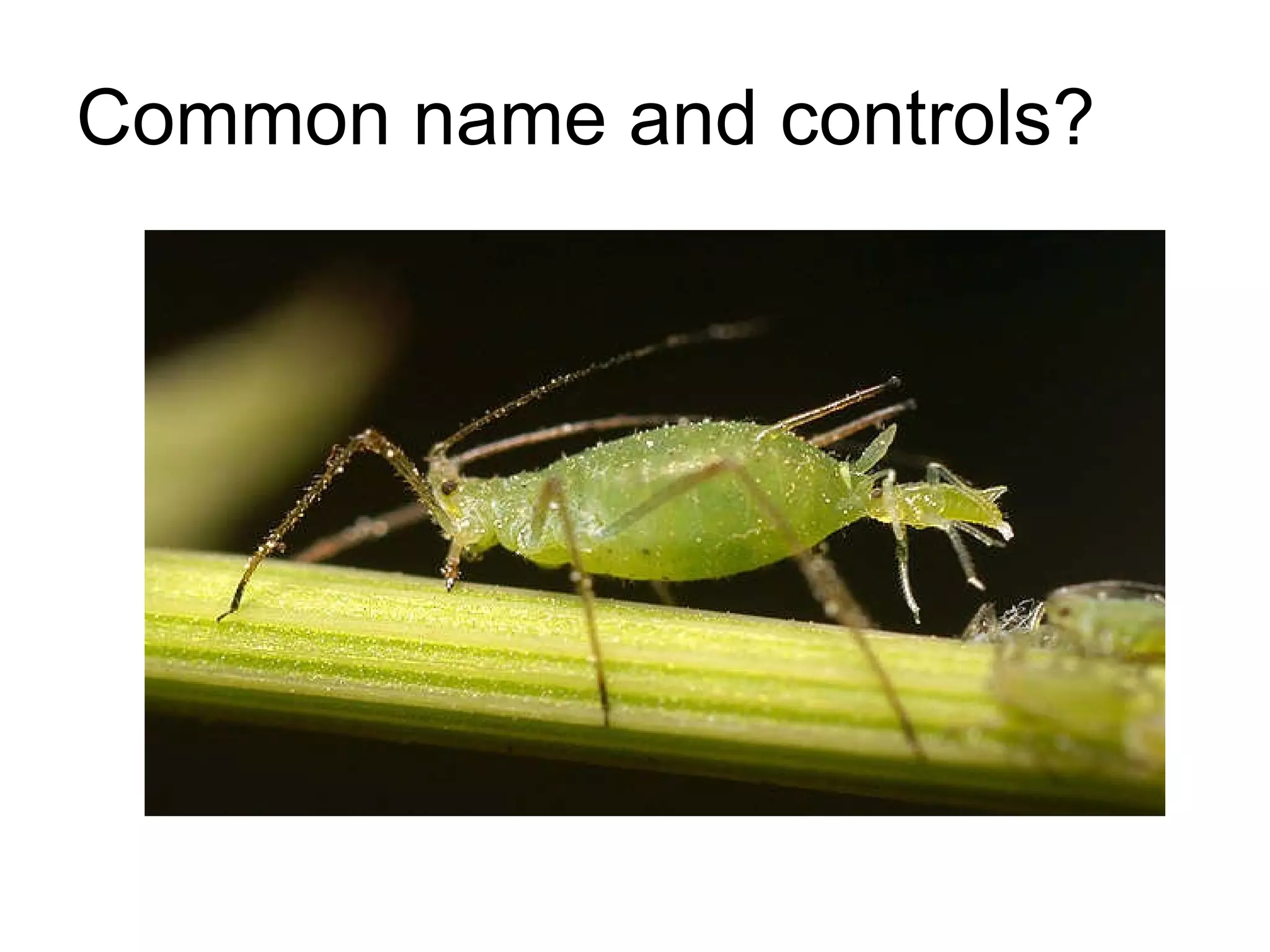 RHS Level 2 Pests and diseases activity | PPT