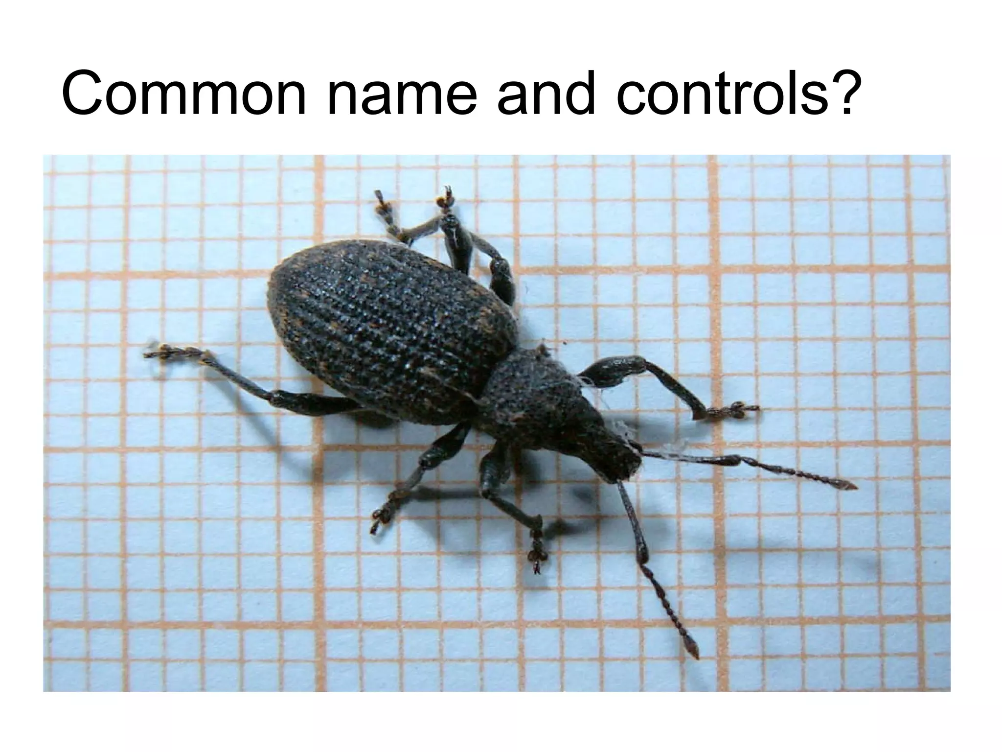 RHS Level 2 Pests and diseases activity | PPT