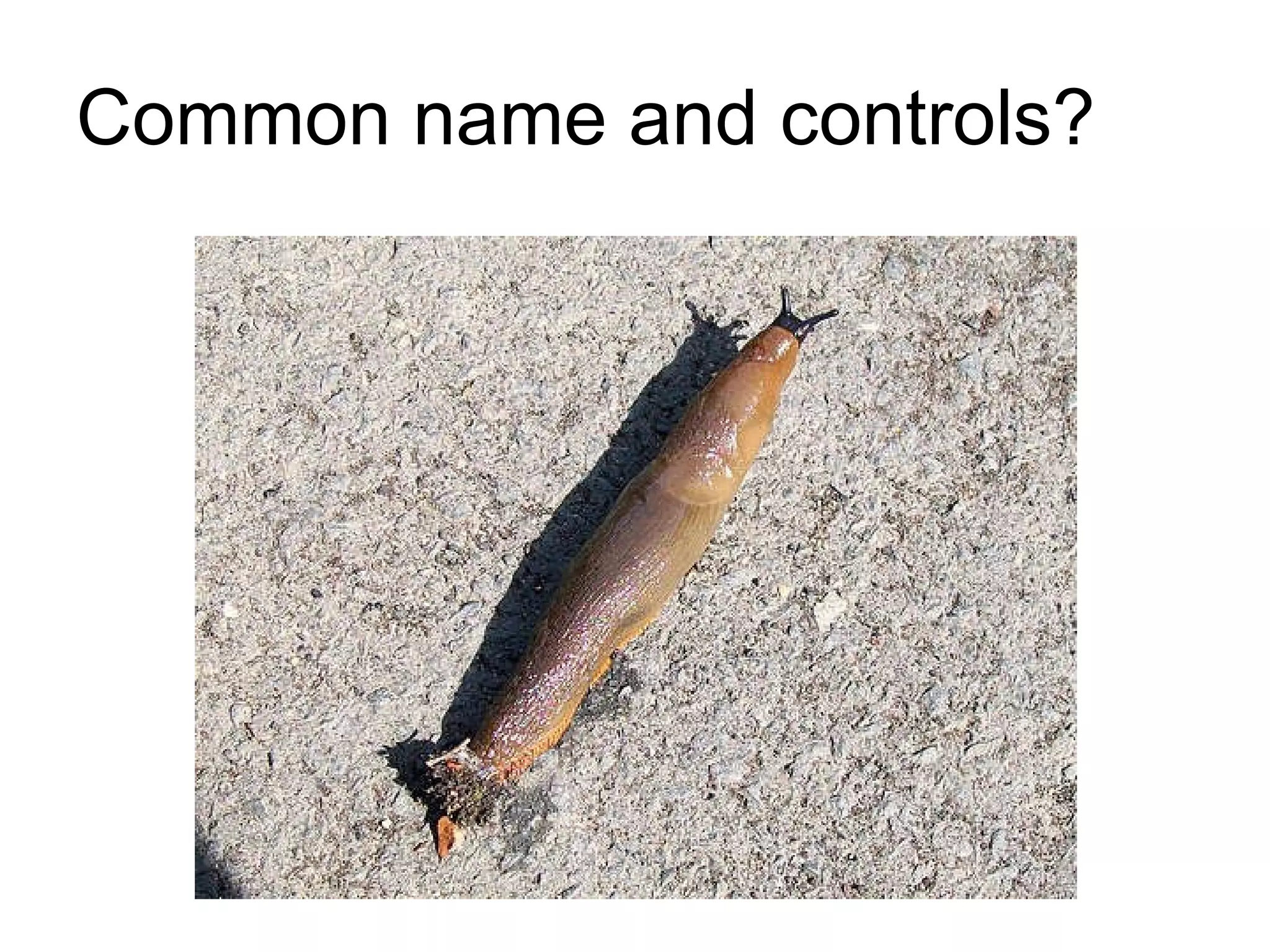 RHS Level 2 Pests and diseases activity | PPT