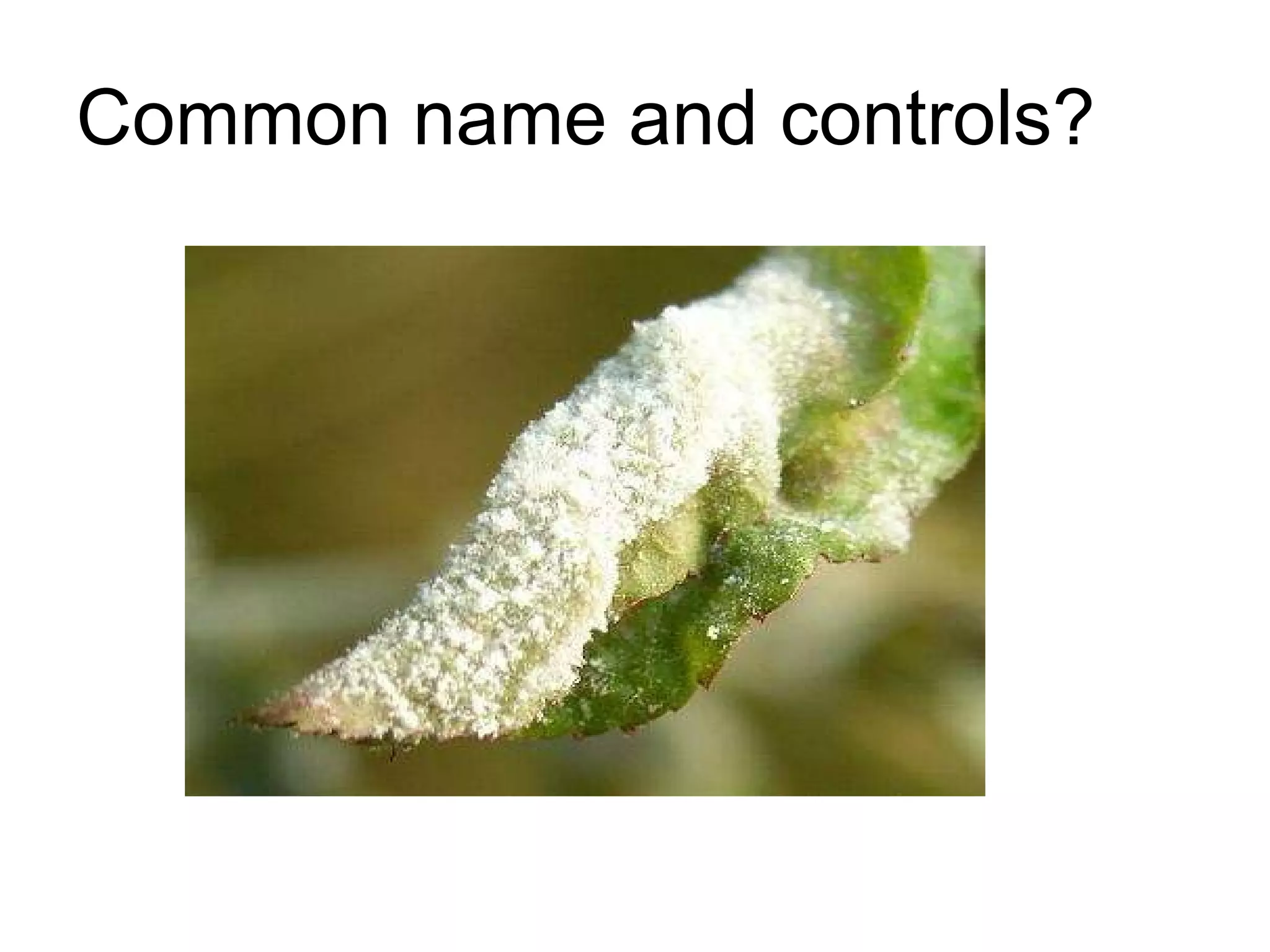 RHS Level 2 Pests and diseases activity | PPT