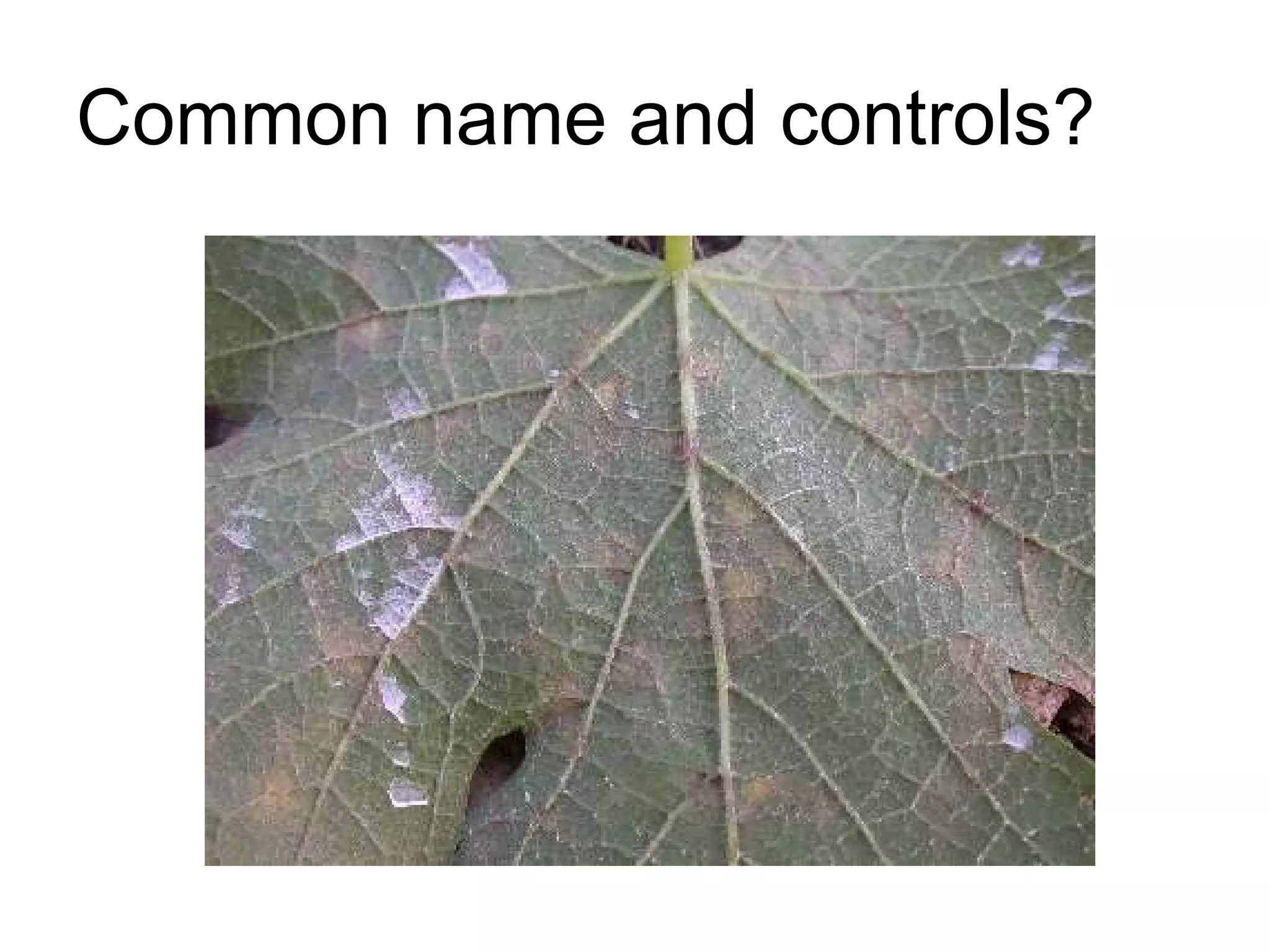 RHS Level 2 Pests and diseases activity | PPT