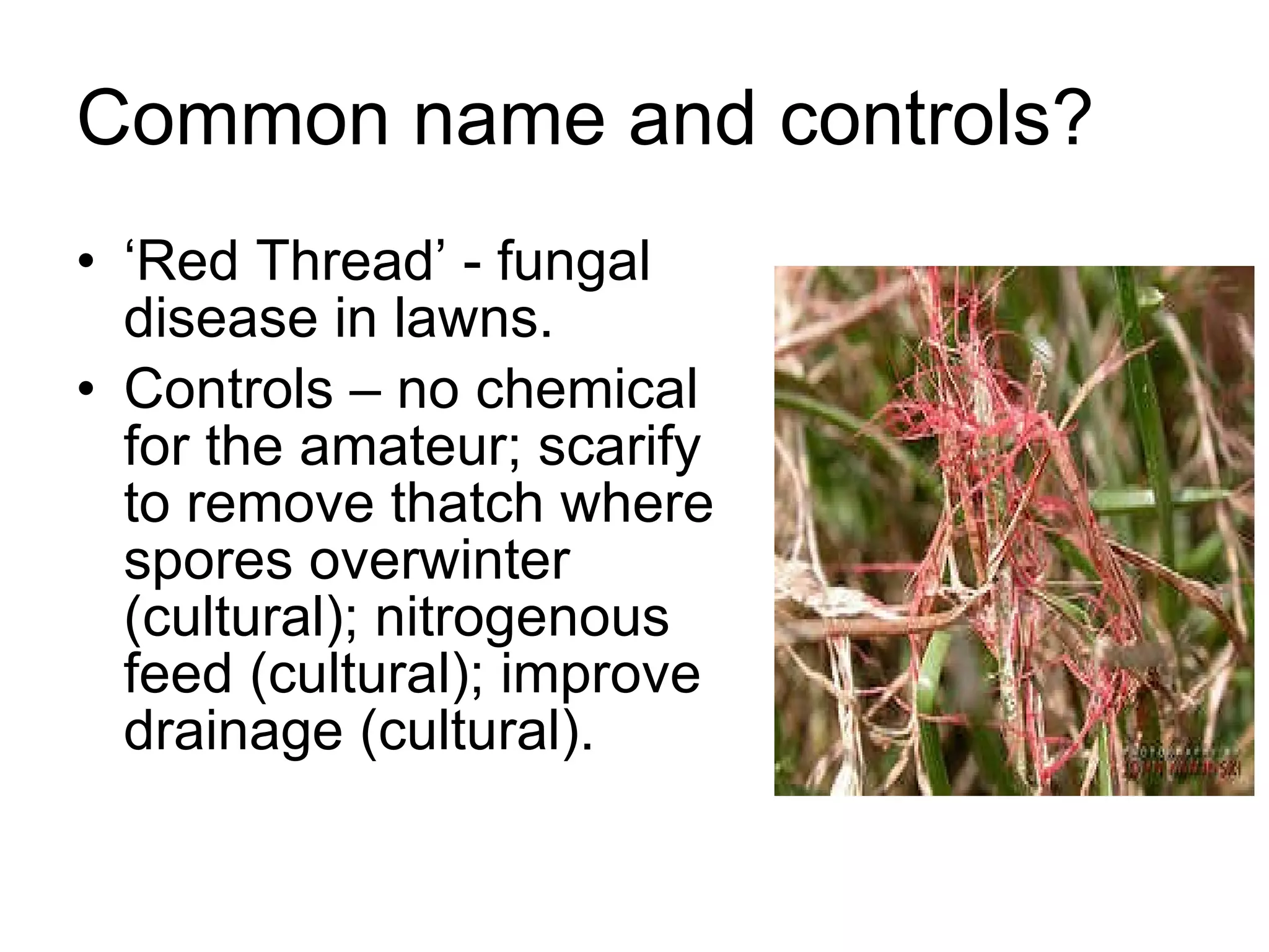 RHS Level 2 Pests and diseases activity answers | PPT