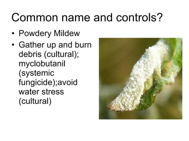 RHS Level 2 Pests and diseases activity answers | PPT