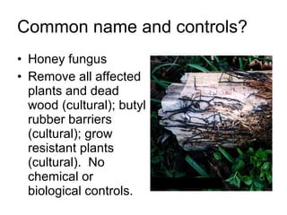 RHS Level 2 Pests and diseases activity answers | PPT