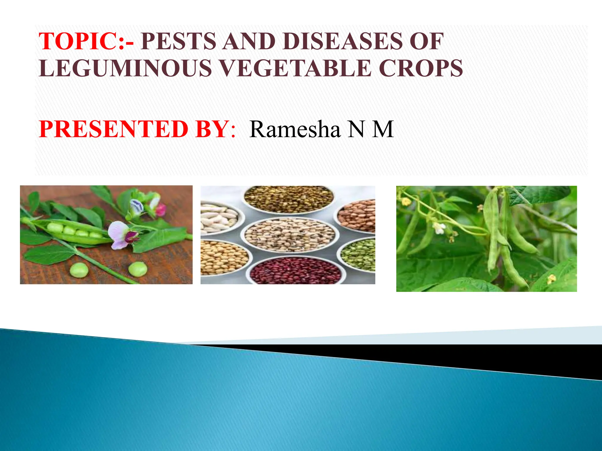 PESTS AND DISEASES OF LEGUMINOUS VEGETABLE CROPS.pptx