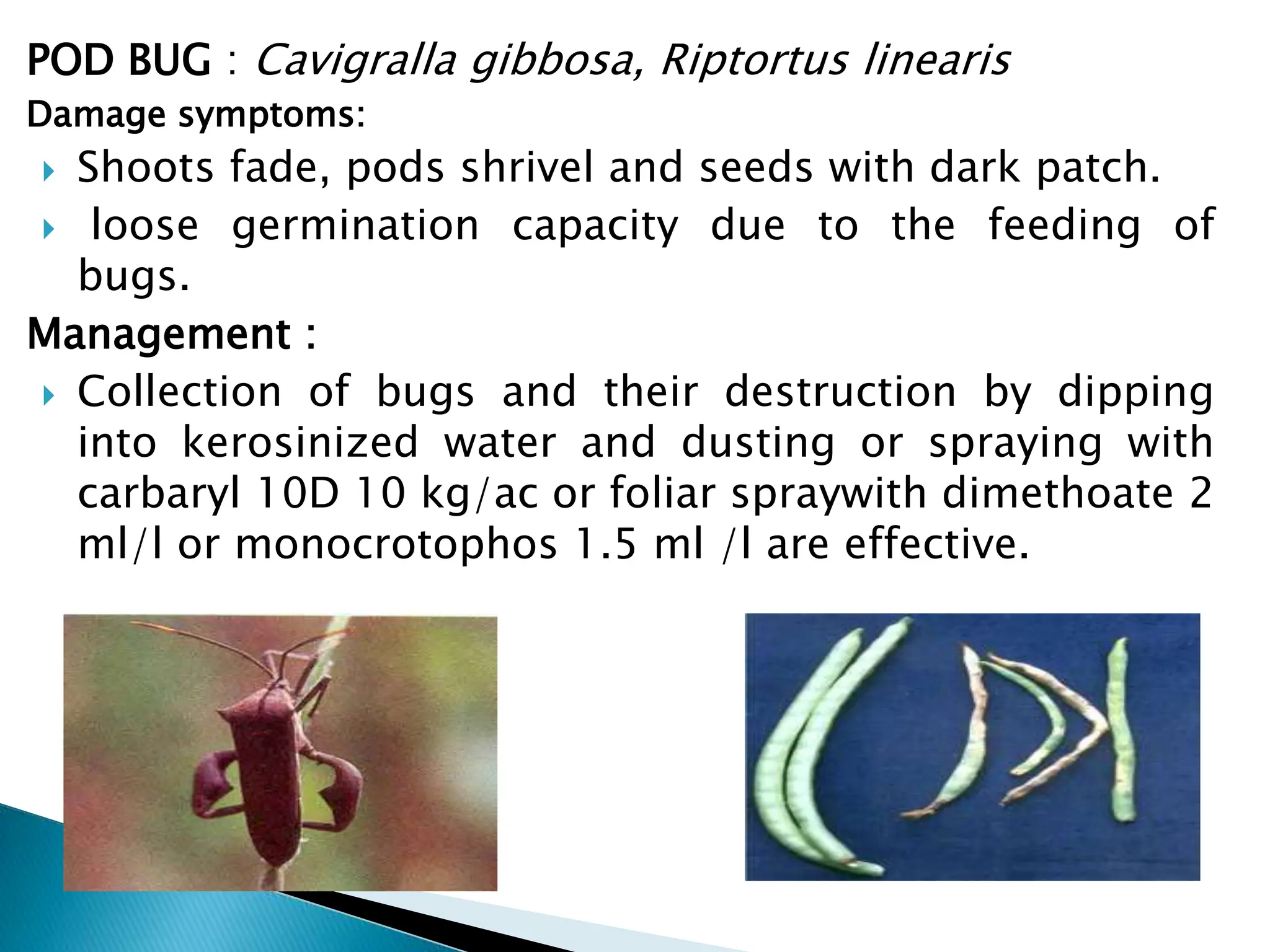 PESTS AND DISEASES OF LEGUMINOUS VEGETABLE CROPS.pptx