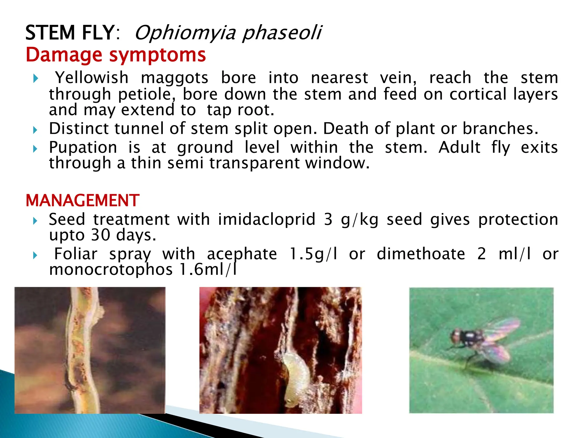PESTS AND DISEASES OF LEGUMINOUS VEGETABLE CROPS.pptx