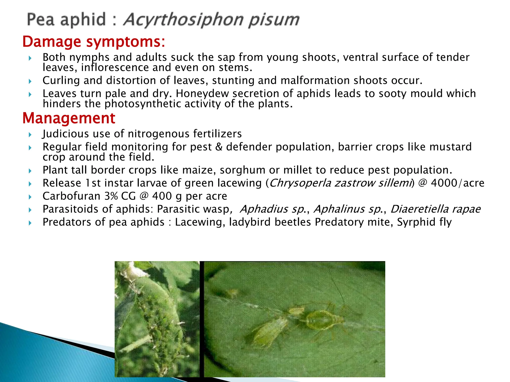 PESTS AND DISEASES OF LEGUMINOUS VEGETABLE CROPS.pptx