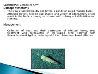 PESTS AND DISEASES OF LEGUMINOUS VEGETABLE CROPS.pptx