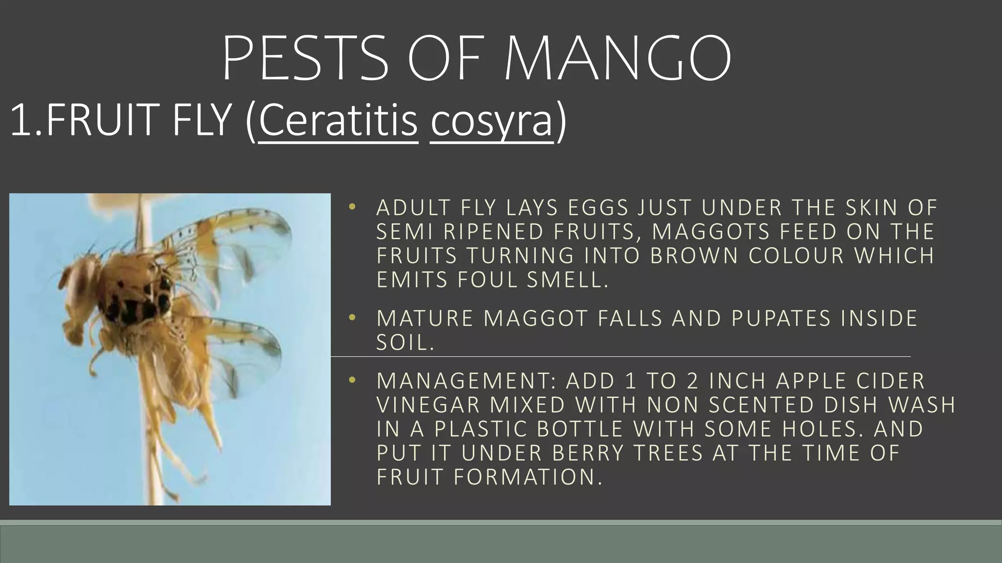 PESTS AND DISEASES OF MANGO Bharath.pptx