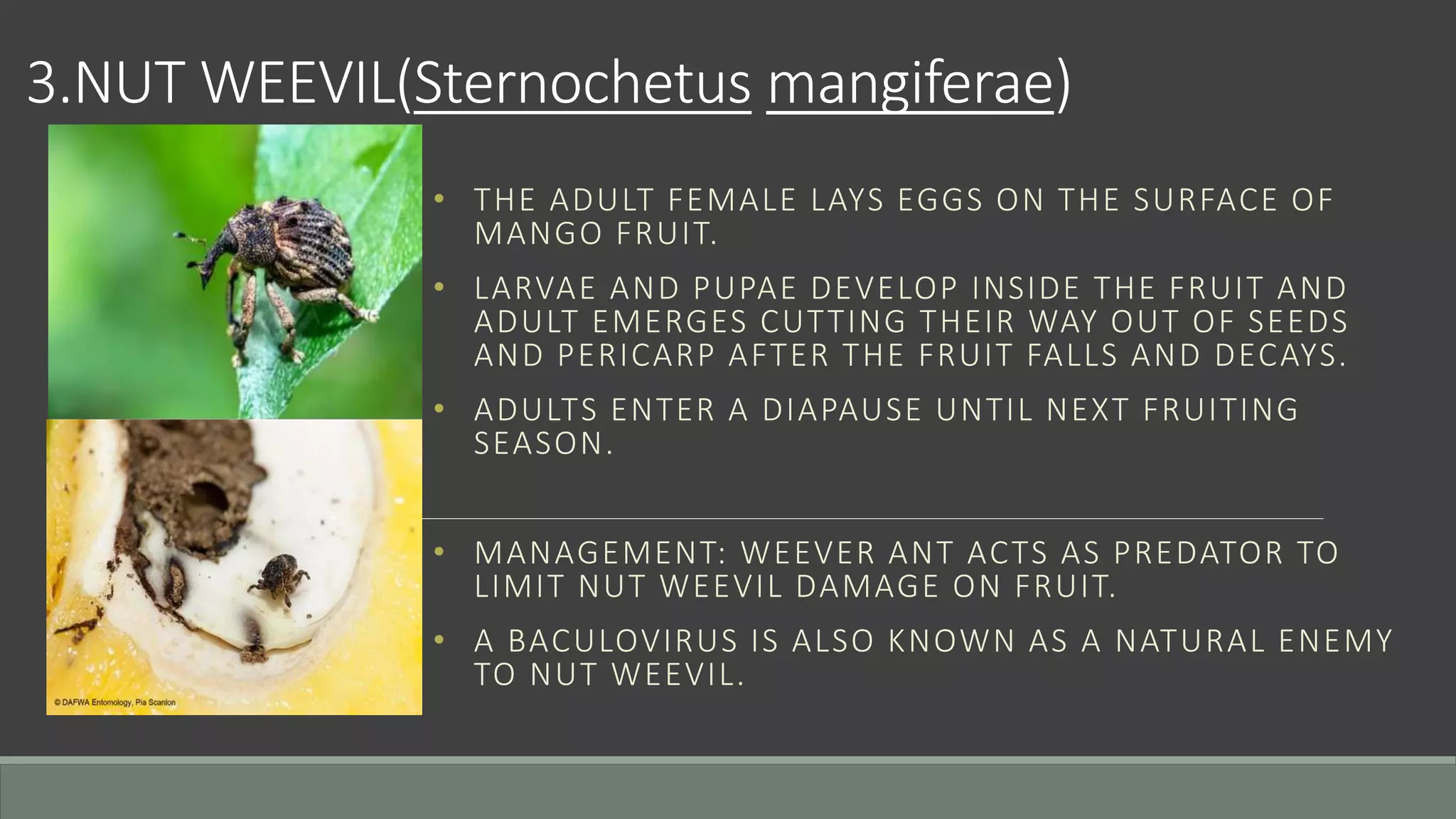 PESTS AND DISEASES OF MANGO Bharath.pptx