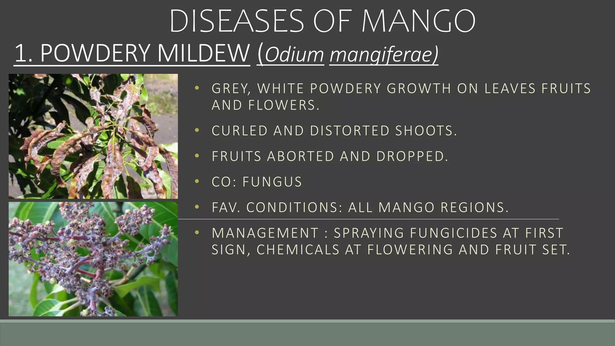 PESTS AND DISEASES OF MANGO Bharath.pptx