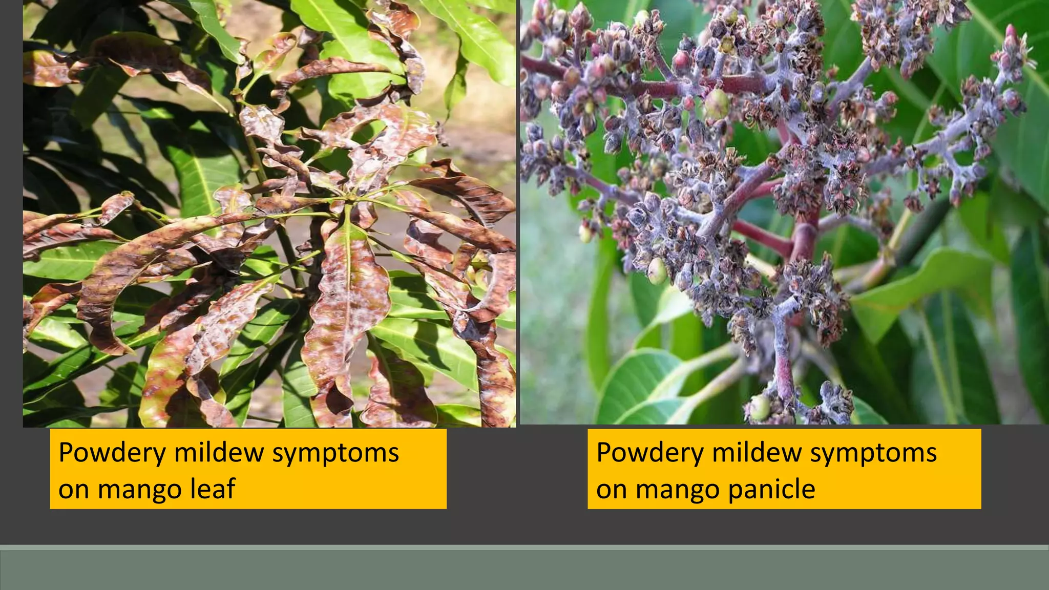 PESTS AND DISEASES OF MANGO Bharath.pptx
