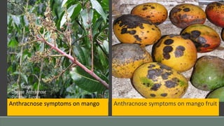 PESTS AND DISEASES OF MANGO Bharath.pptx