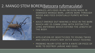 PESTS AND DISEASES OF MANGO Bharath.pptx