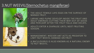 PESTS AND DISEASES OF MANGO Bharath.pptx