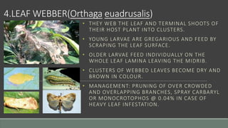 PESTS AND DISEASES OF MANGO Bharath.pptx