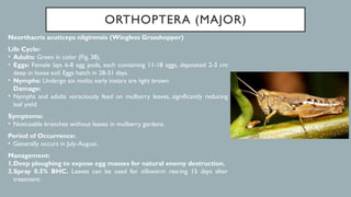 Pests and Diseases of Mulberry Pests and Diseases of Mulberry | PPTX