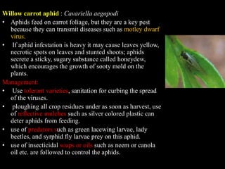 Pests and Diseases of Root Vegetables.pptx