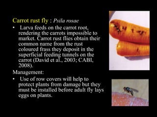 Pests and Diseases of Root Vegetables.pptx