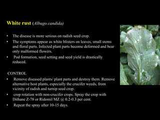Pests and Diseases of Root Vegetables.pptx