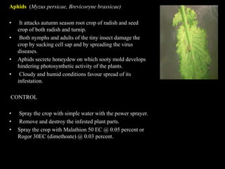 Pests and Diseases of Root Vegetables.pptx