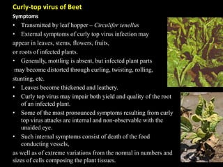Pests and Diseases of Root Vegetables.pptx