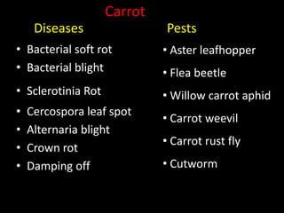 Pests and Diseases of Root Vegetables.pptx