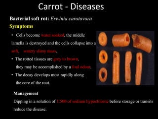 Pests and Diseases of Root Vegetables.pptx