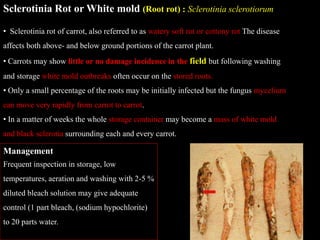 Pests and Diseases of Root Vegetables.pptx
