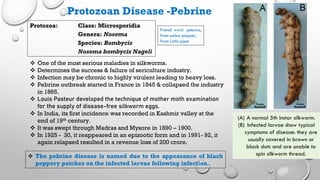 Pests and diseases of silkworm-pdf-03.6.2025.pdf