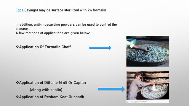 Pests and diseases of silkworm-pdf-03.6.2025.pdf