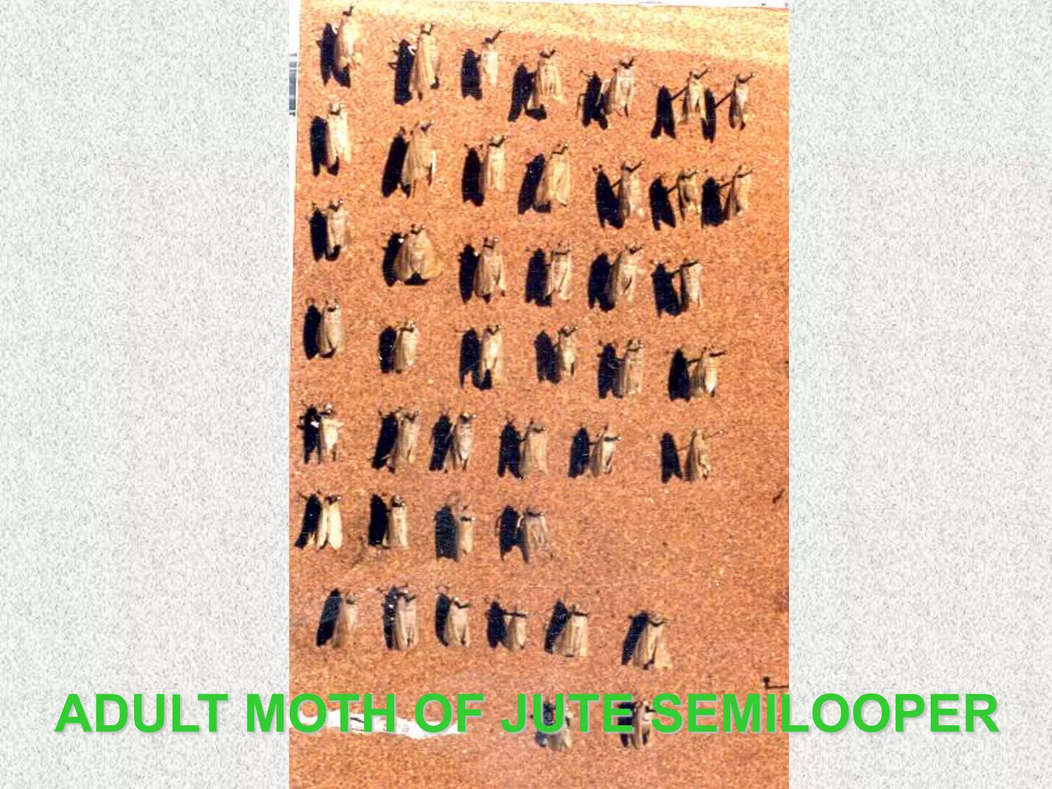 PESTS AND DISEASES OF JUTE.ppt