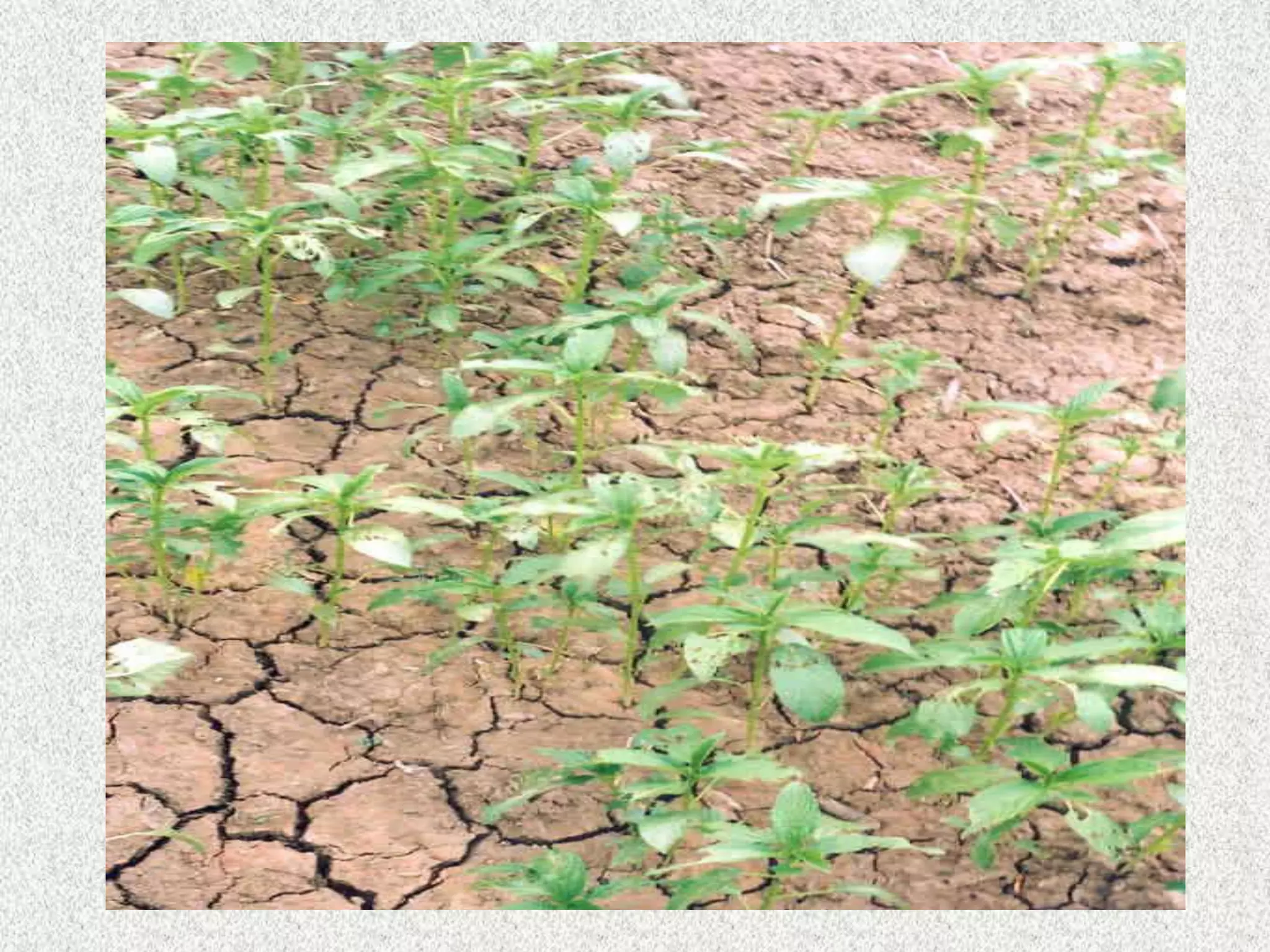 PESTS AND DISEASES OF JUTE.ppt