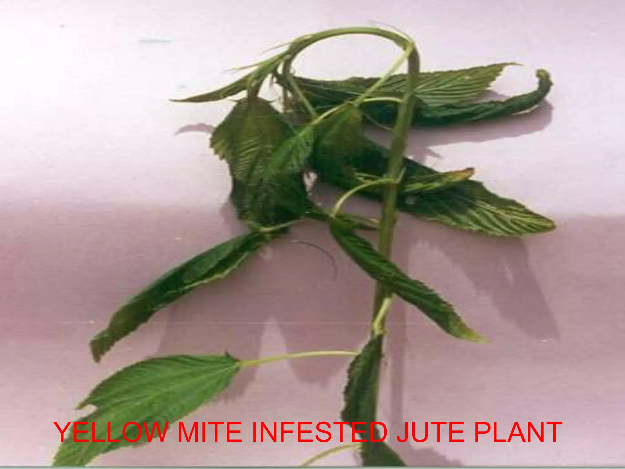 PESTS AND DISEASES OF JUTE.ppt