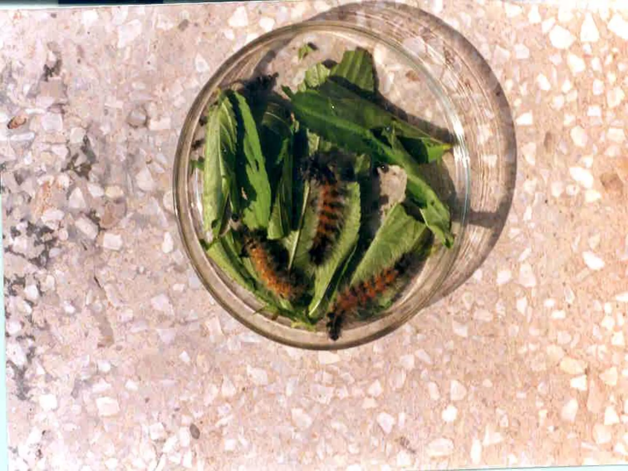 PESTS AND DISEASES OF JUTE.ppt