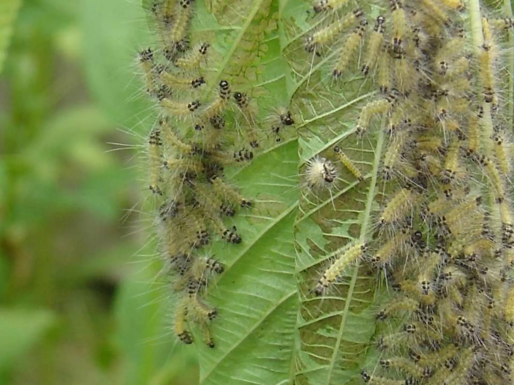 PESTS AND DISEASES OF JUTE.ppt