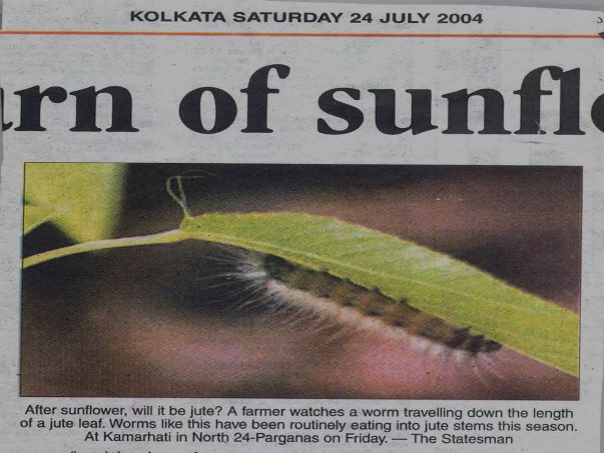 PESTS AND DISEASES OF JUTE.ppt