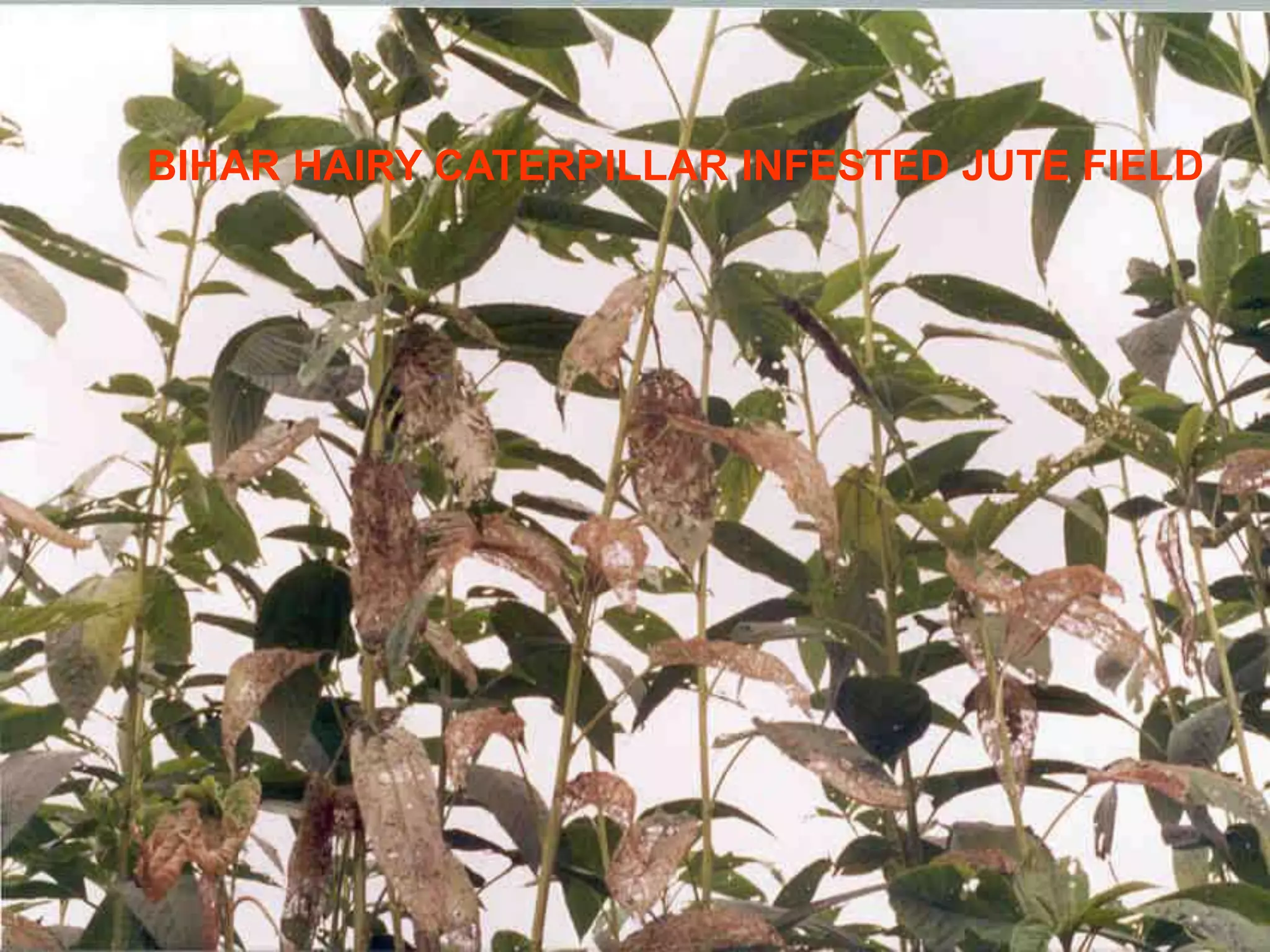 PESTS AND DISEASES OF JUTE.ppt