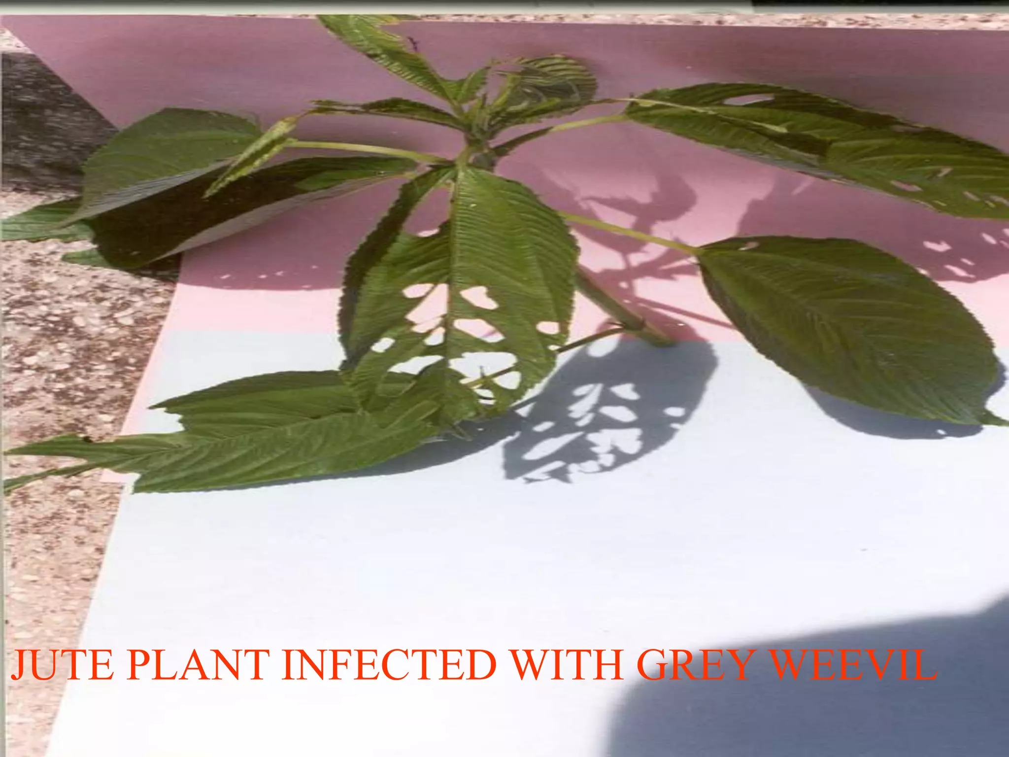 PESTS AND DISEASES OF JUTE.ppt