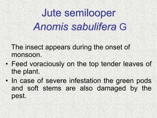 PESTS AND DISEASES OF JUTE.ppt