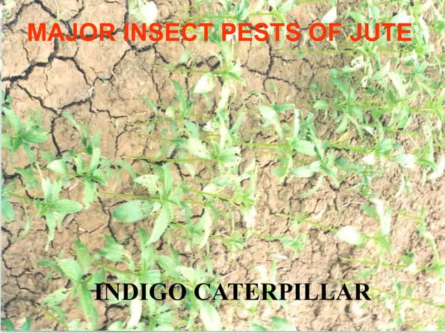 PESTS AND DISEASES OF JUTE.ppt