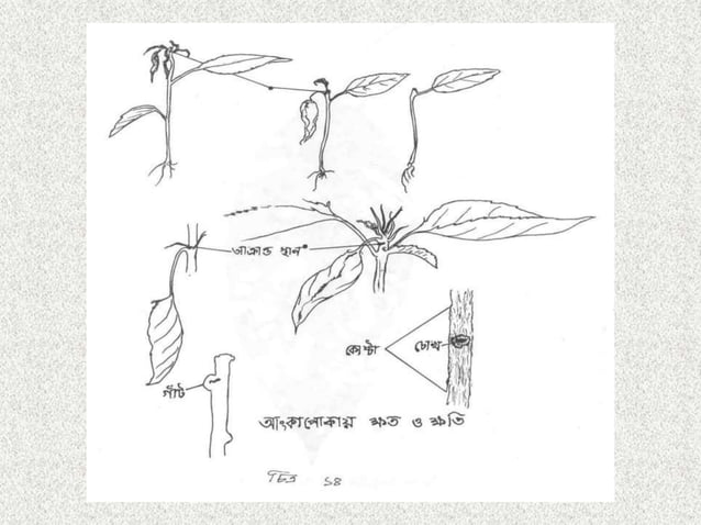 PESTS AND DISEASES OF JUTE.ppt